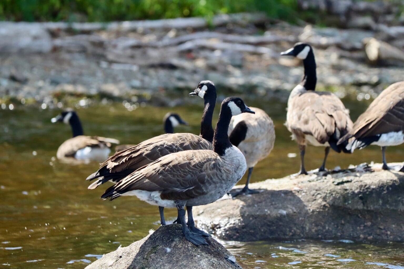 Canadian geese feces an issue on Nackawic waterfront | River Valley Sun